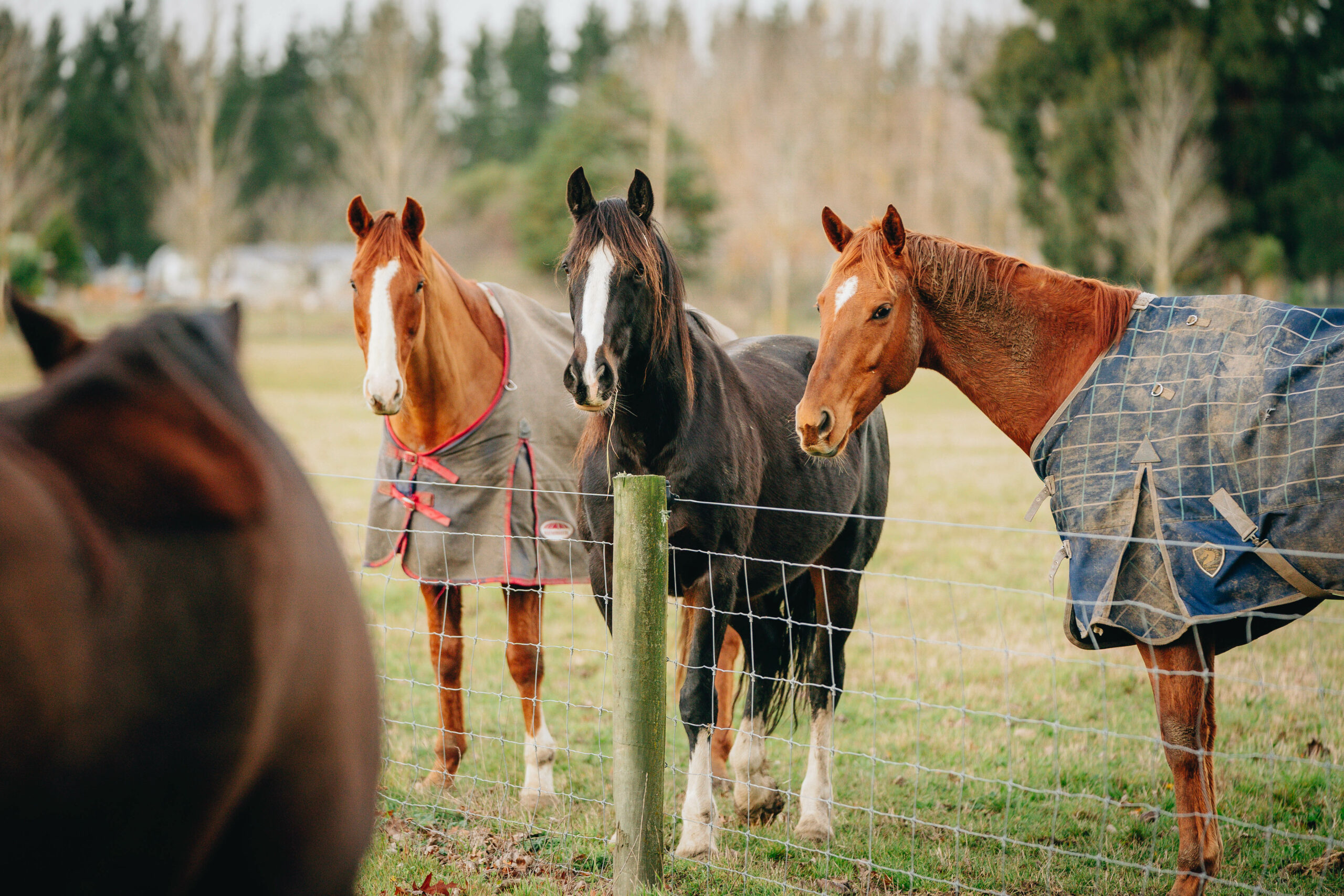 What Ever Happened to “Serviceably” Sound? - EquiMatch