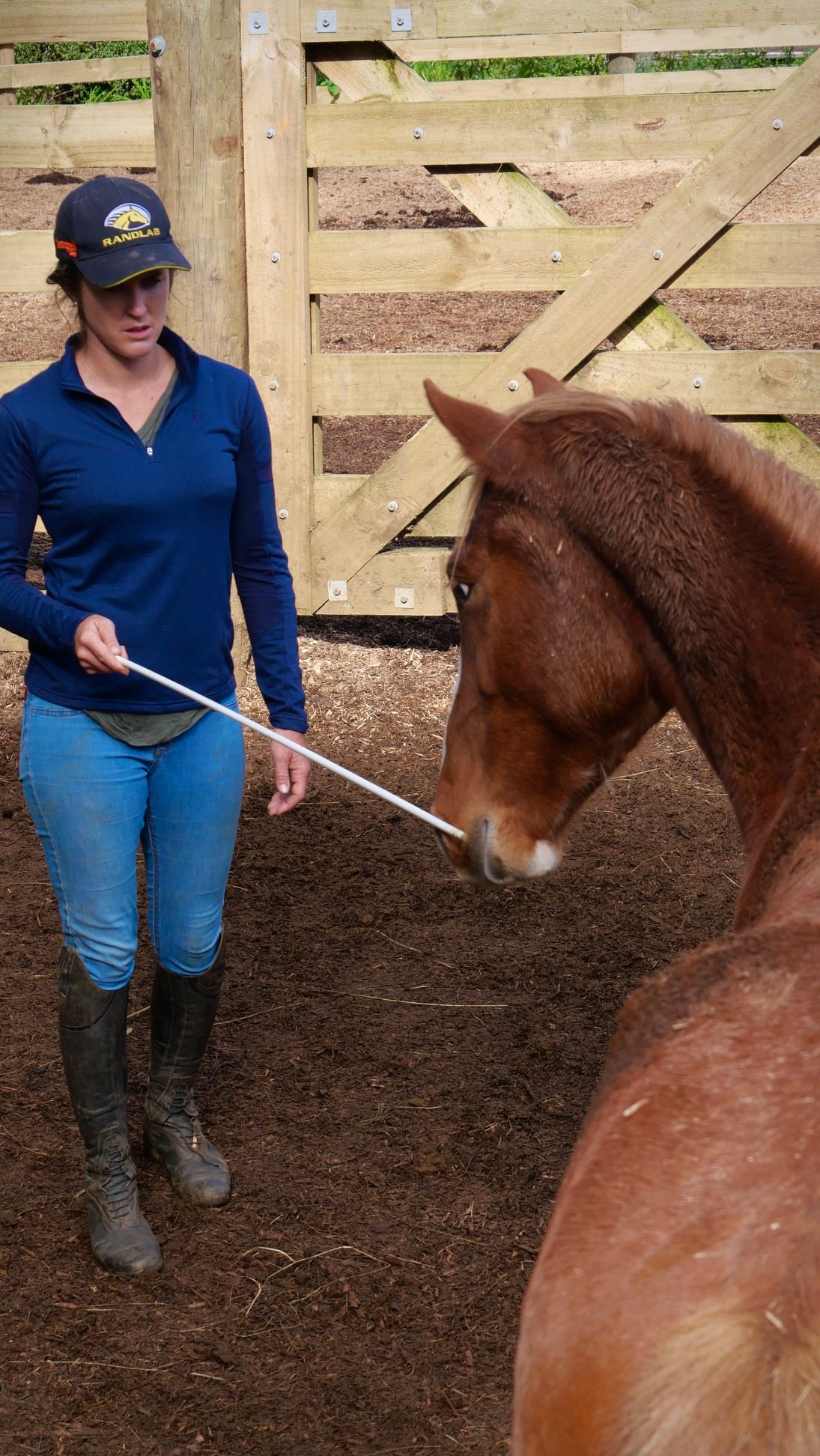 The Quiet Horse - EquiMatch