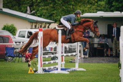 Presenting a Horse for Sale (the do's and don'ts). - EquiMatch