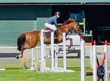 Presenting a Horse for Sale (the do's and don'ts). - EquiMatch