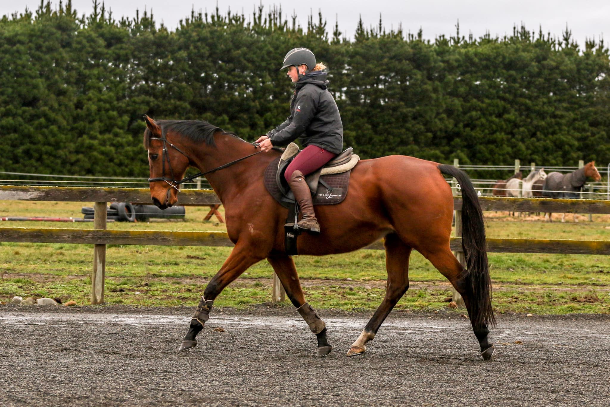 All Round Thoroughbred For Sale | EquiMatch Horse Marketplace