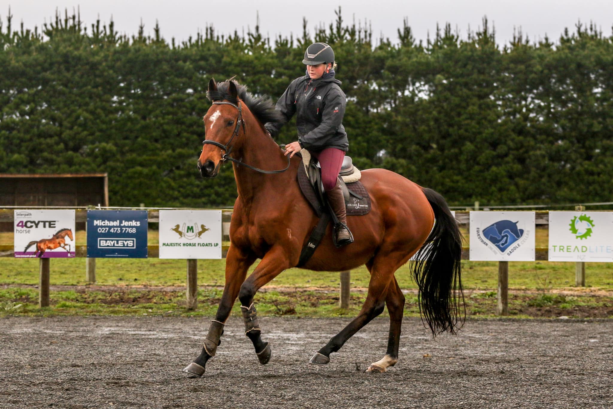 All Round Thoroughbred For Sale | EquiMatch Horse Marketplace