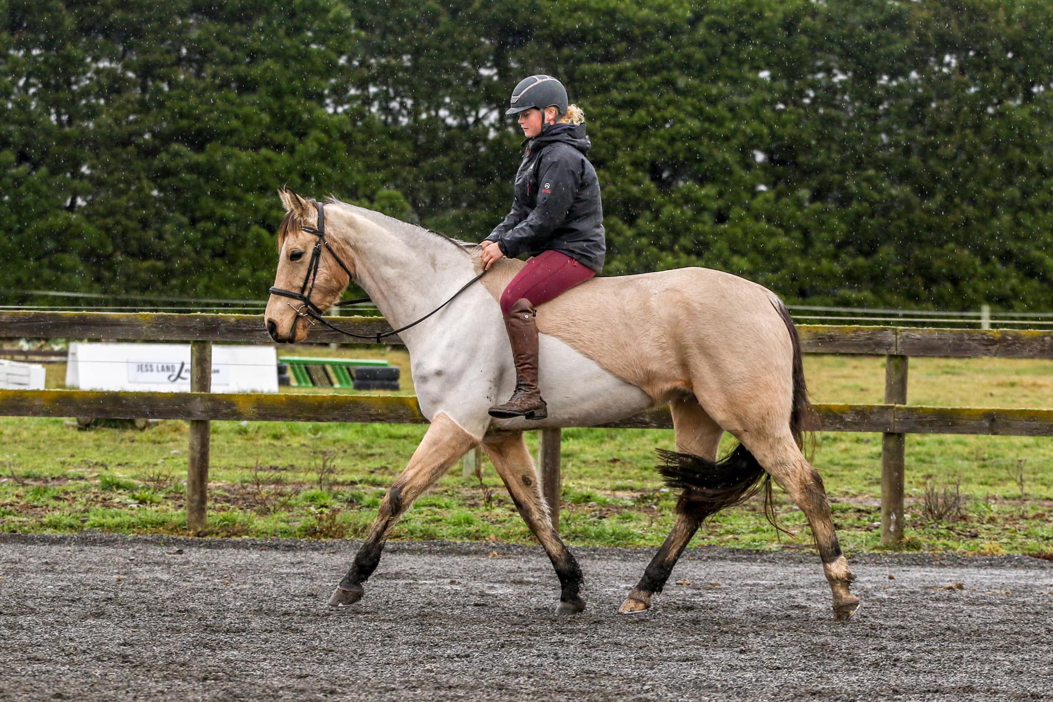 Warmblood Mare For Sale | EquiMatch Horse Marketplace