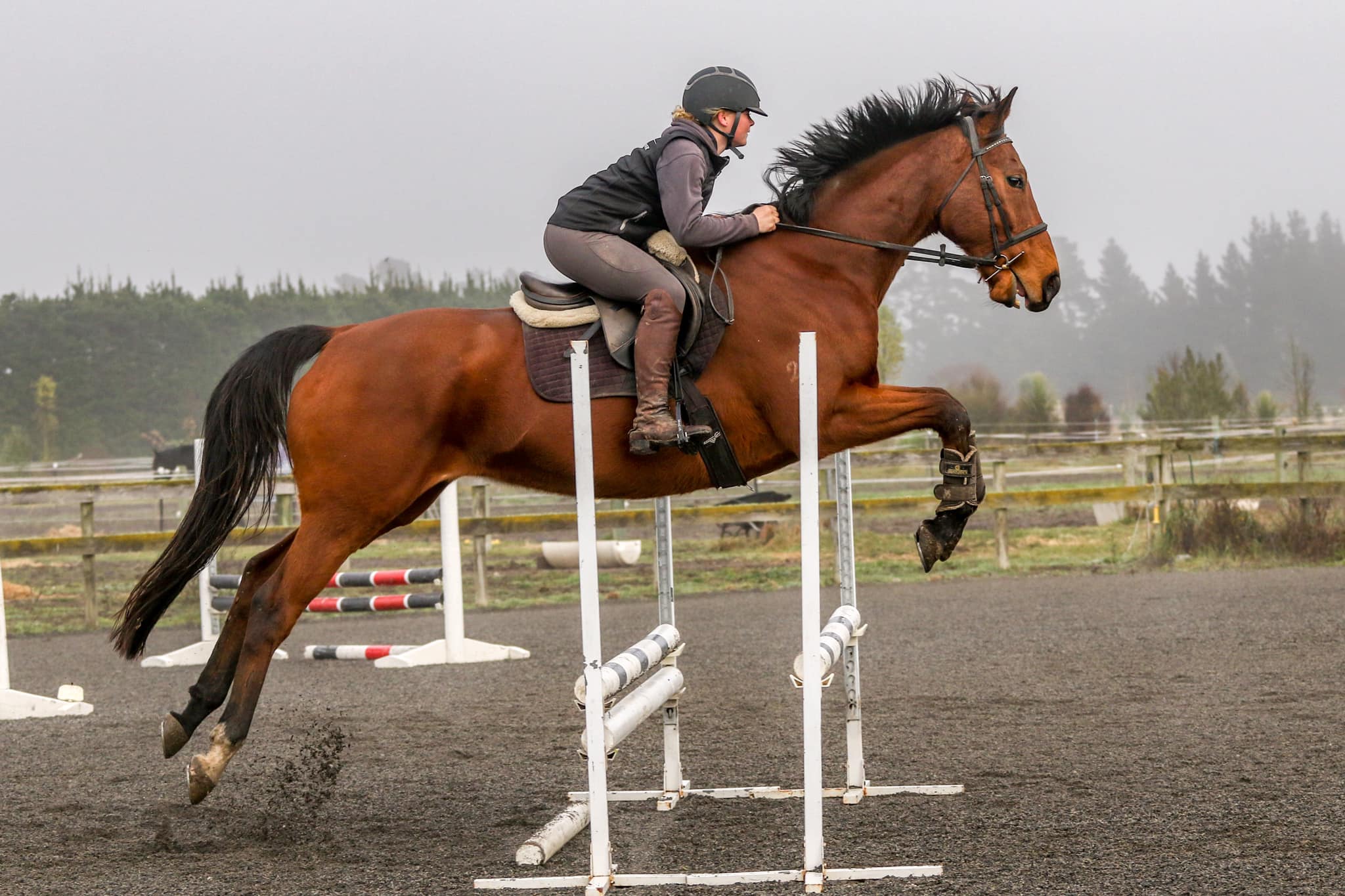 All Round Thoroughbred For Sale | EquiMatch Horse Marketplace