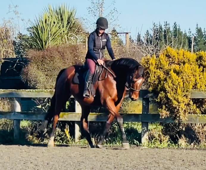 All Round Thoroughbred For Sale | EquiMatch Horse Marketplace