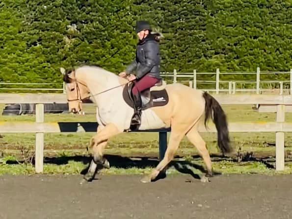 Warmblood Mare For Sale | EquiMatch Horse Marketplace
