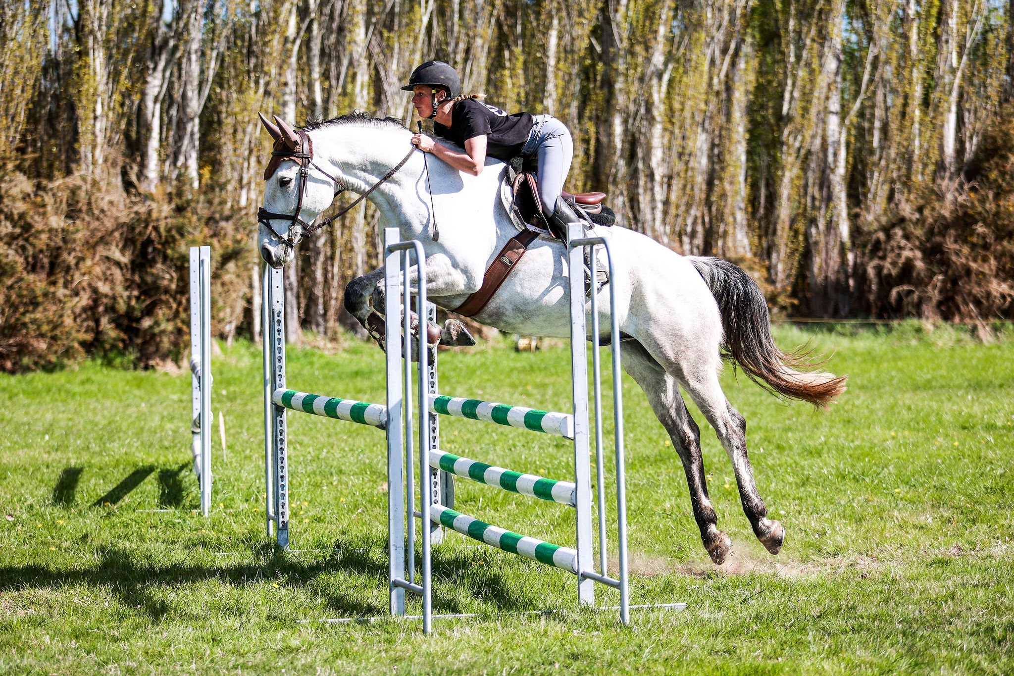 Bucatini - EquiMatch