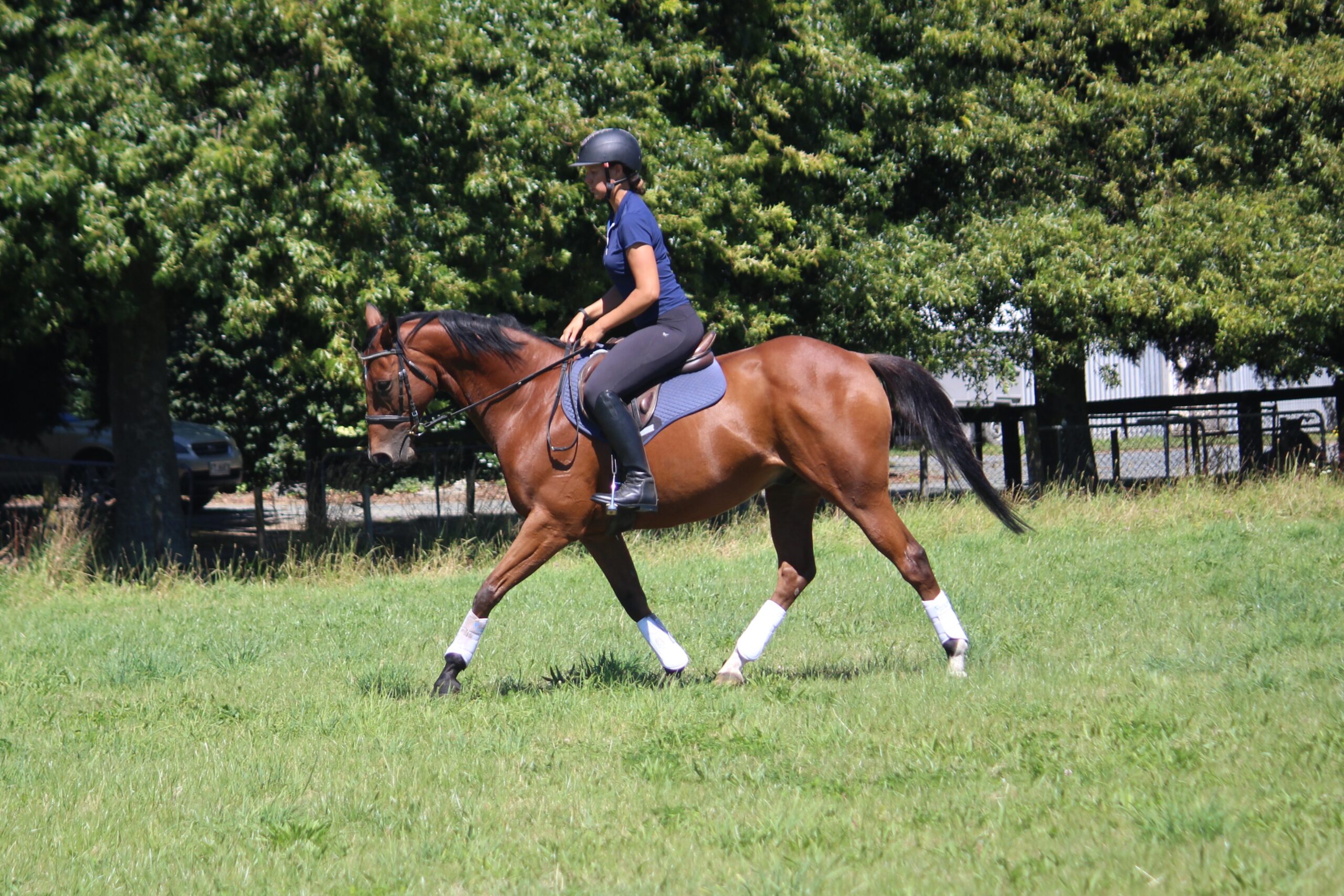 Silent Wings - EquiMatch