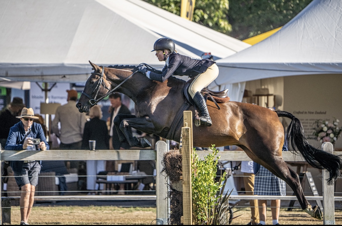 Kazmere Curiosity - EquiMatch