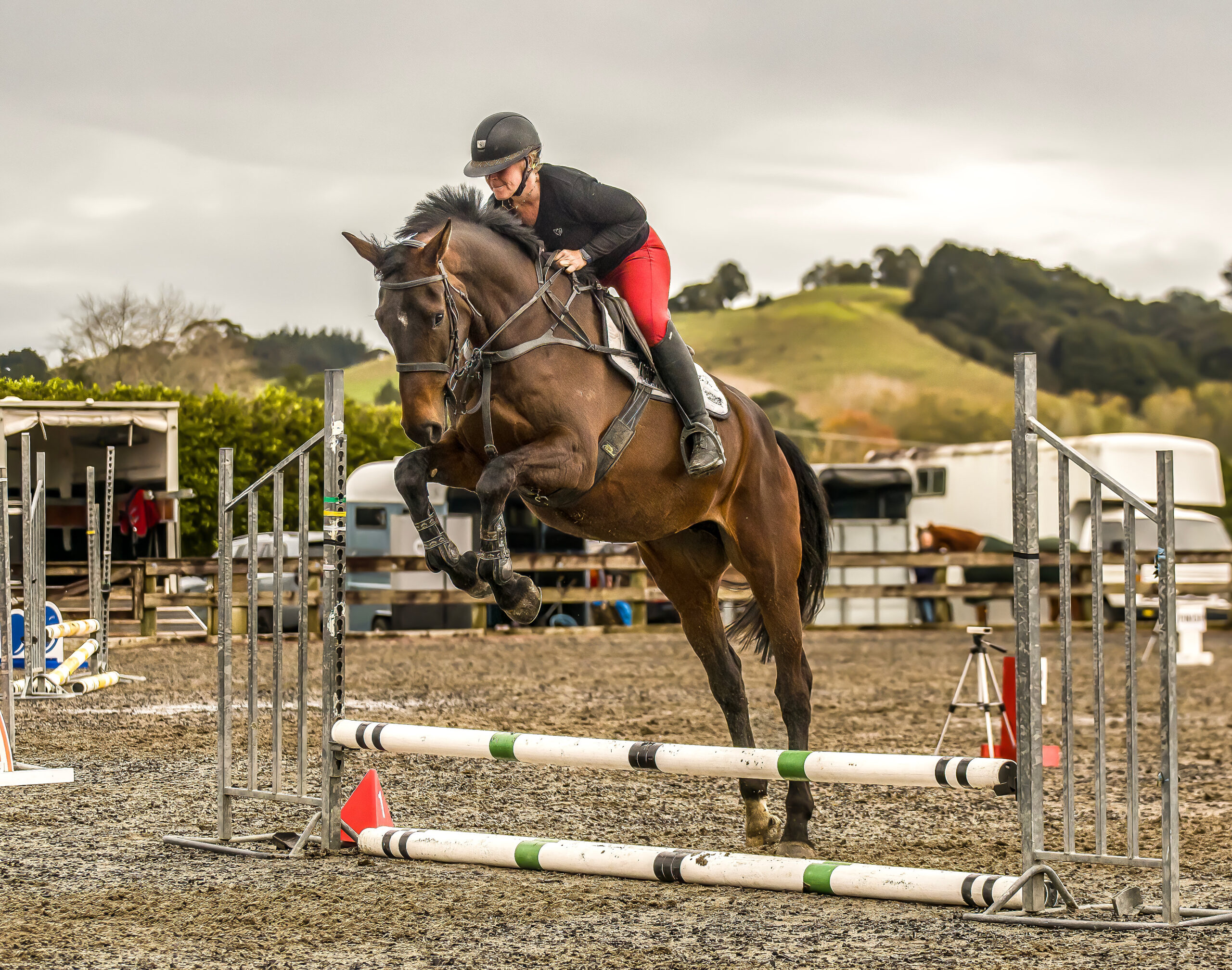 Kingslea Pure Coach - EquiMatch