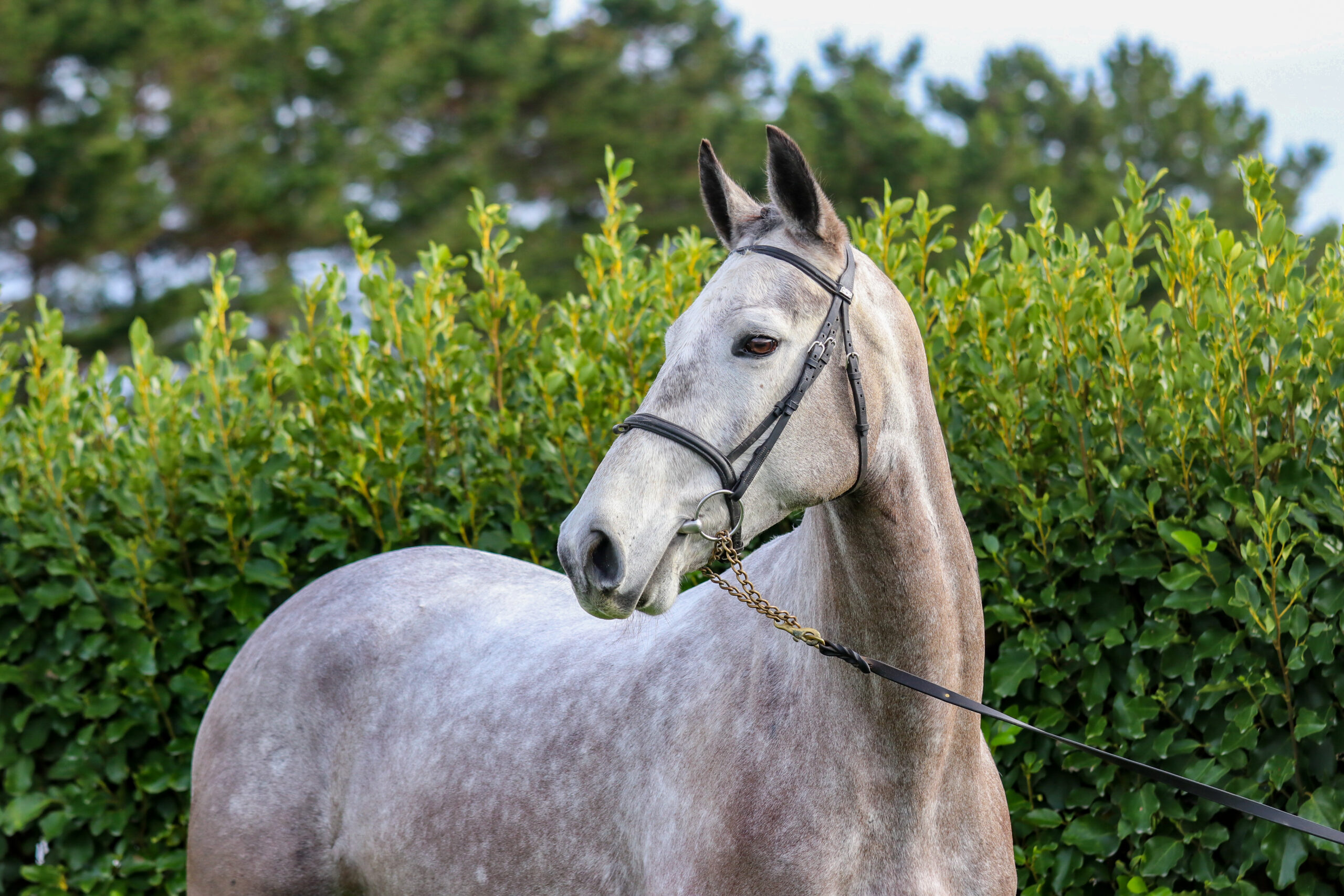 Python Xtreme - EquiMatch