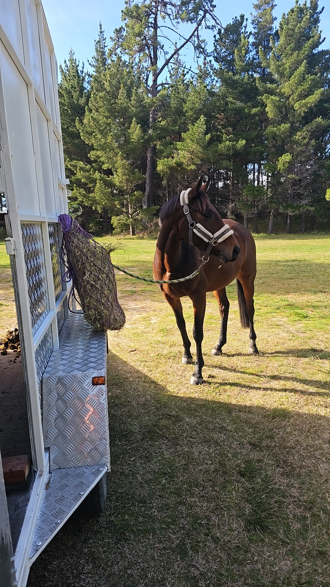 Royal Mews - EquiMatch