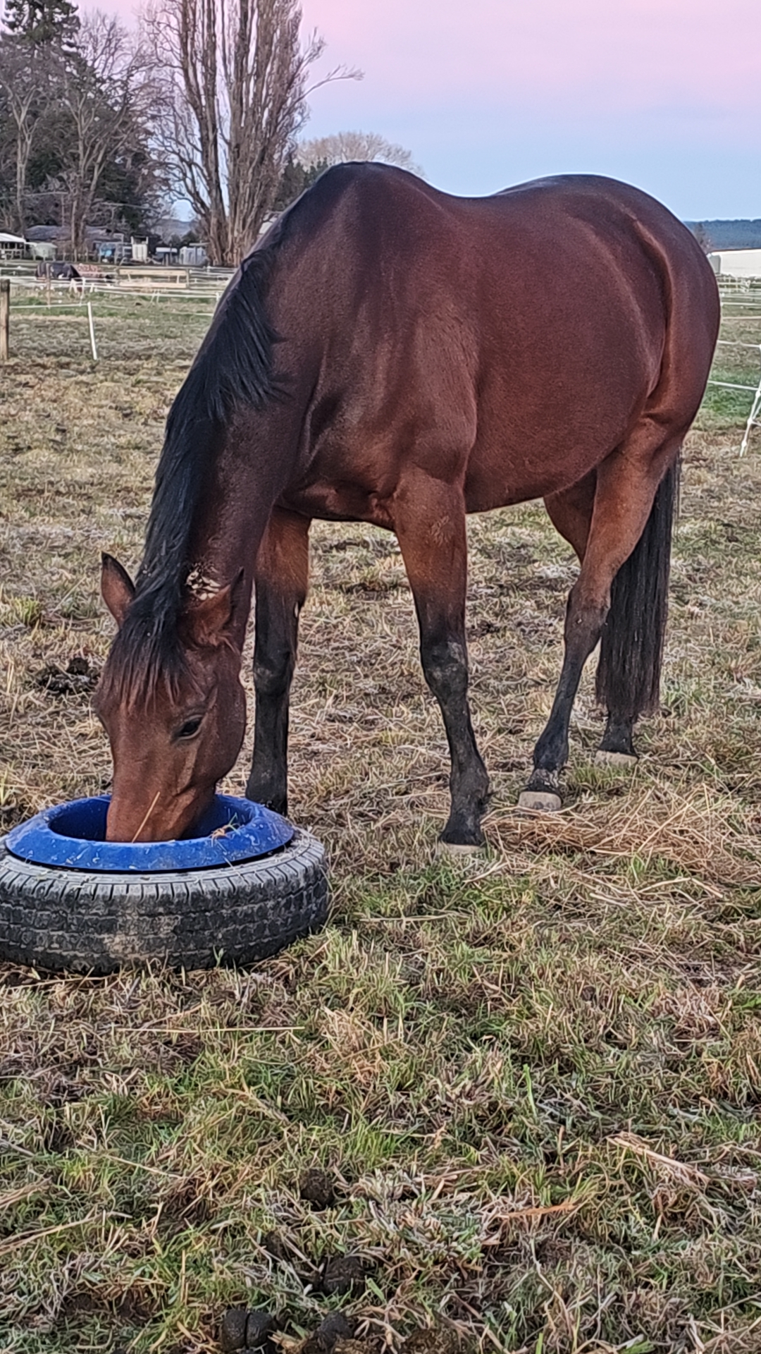 Royal Mews - EquiMatch