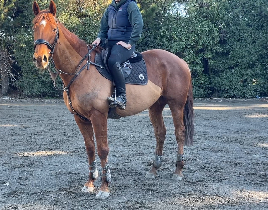 Sir William Weka - EquiMatch