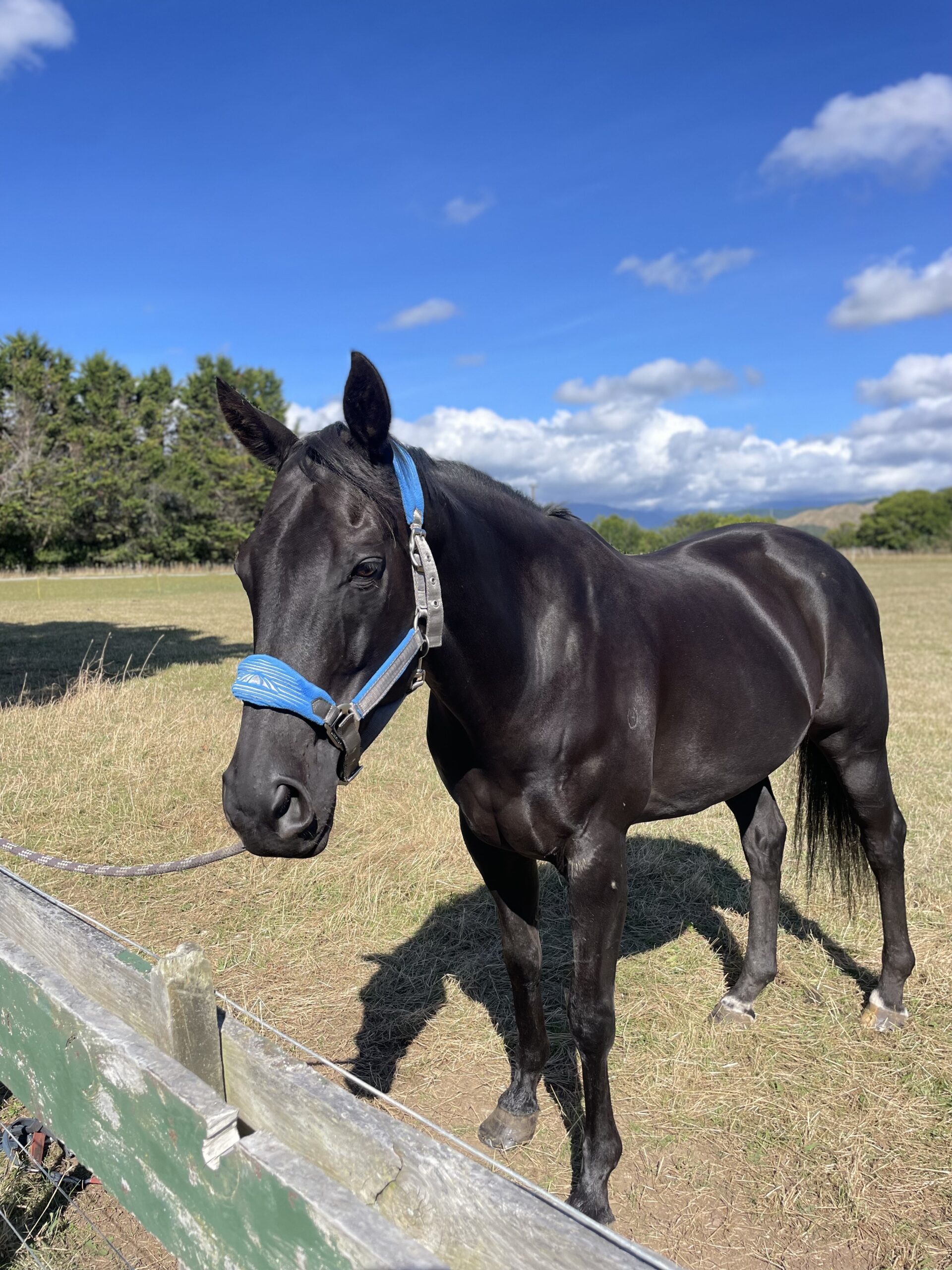 Jack Flash - EquiMatch