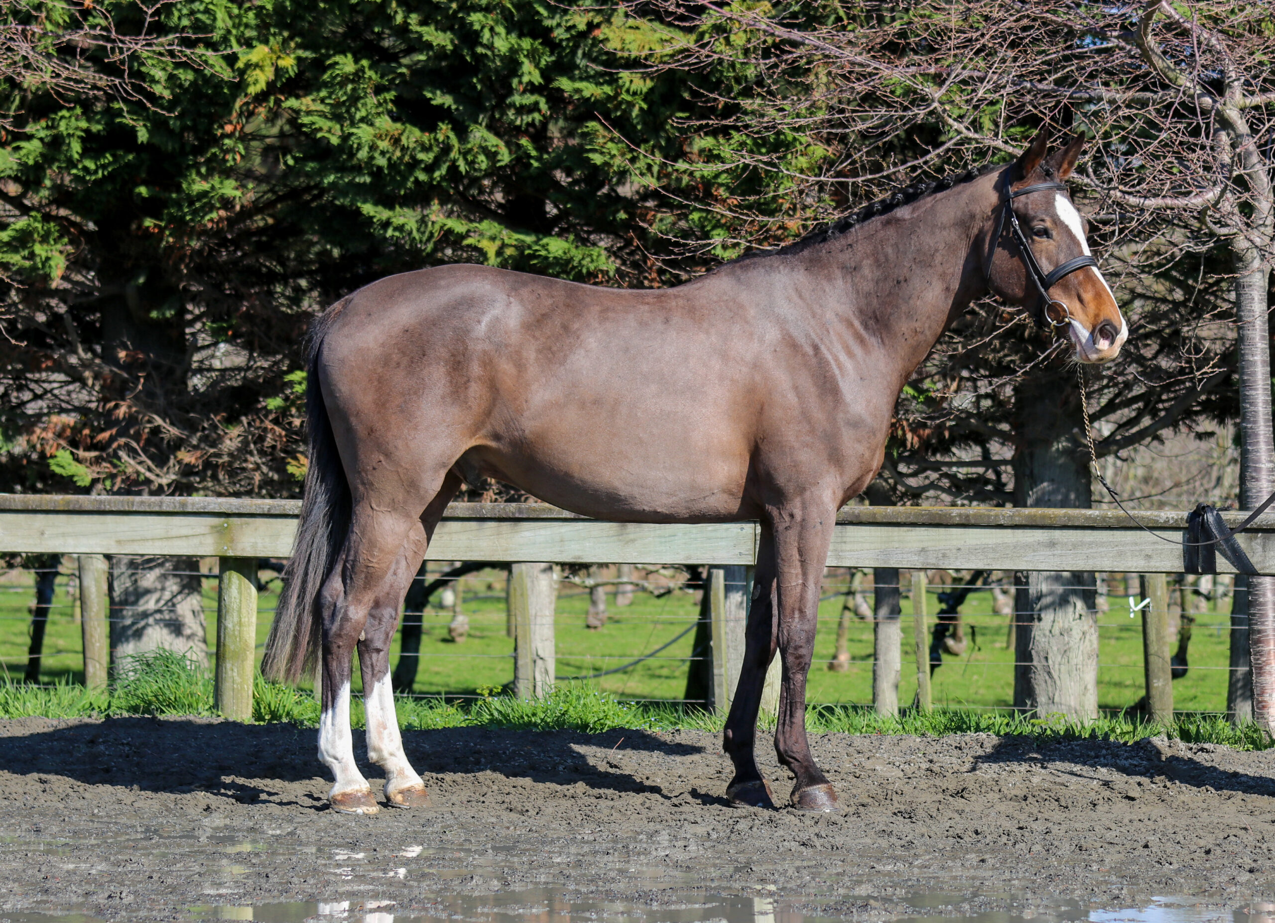 Gulliver Xtreme - EquiMatch