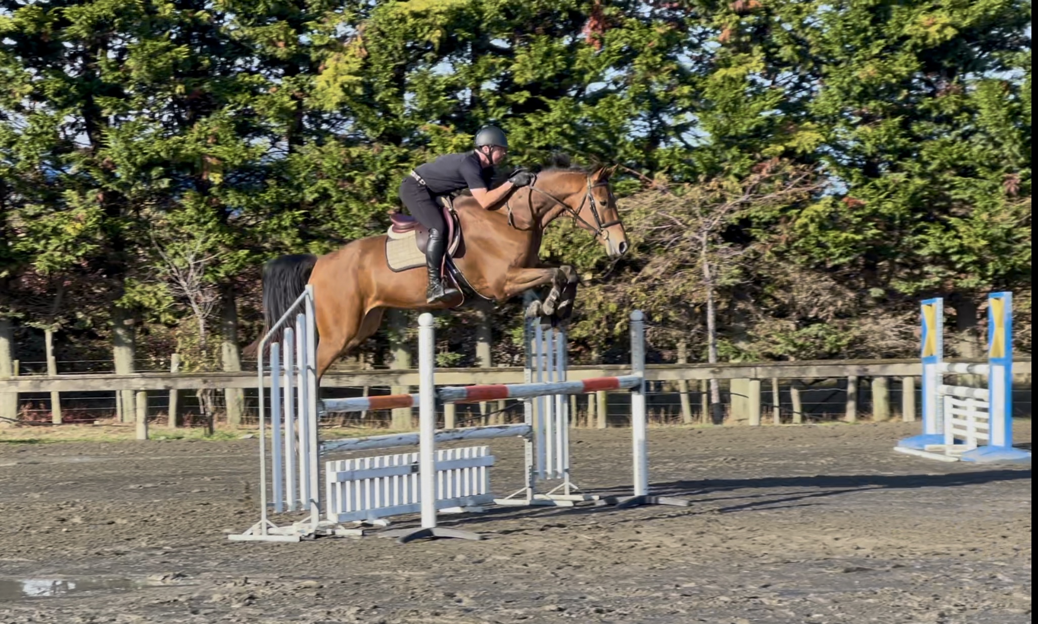 Wolf Xtreme - EquiMatch